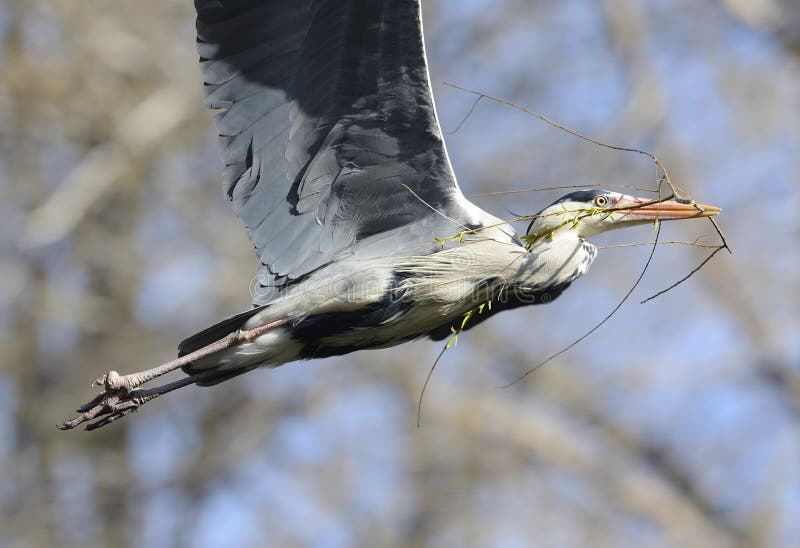 Flying Grey Heron stock image. Image of grey, spring - 88780493