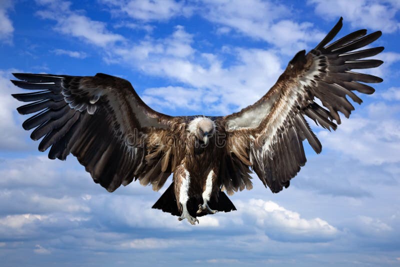 607 Griffin Fly Stock Photos - Free & Royalty-Free Stock Photos from ...