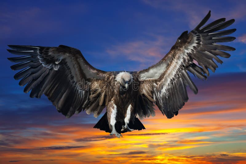 607 Griffin Fly Stock Photos - Free & Royalty-Free Stock Photos from ...