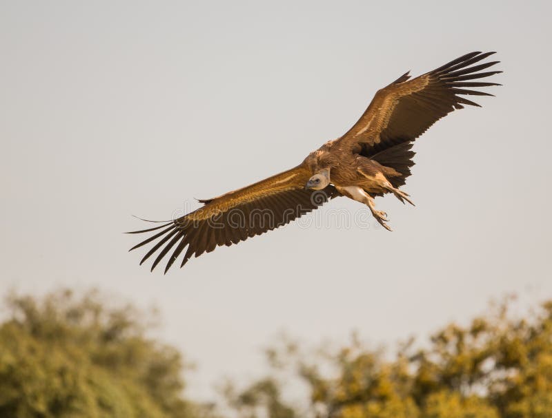 Flying Griffon vulture stock image. Image of spread, raptors - 53352425