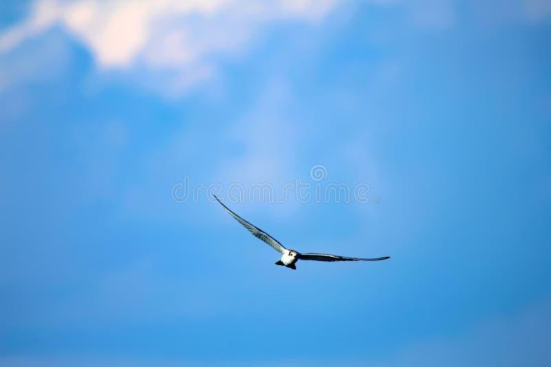 Flying Gul. Blue Sky Background. Stock Image - Image of blue, freedom ...