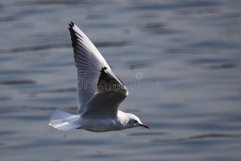 Flying gull stock photo. Image of laridae, luzern, lake - 11209788