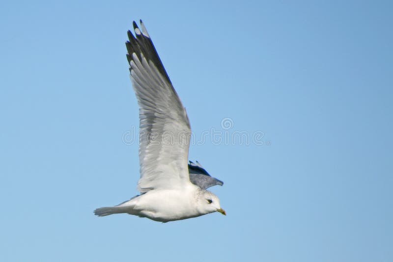 Flying gull stock photo. Image of wild, freedom, wildlife - 13799648