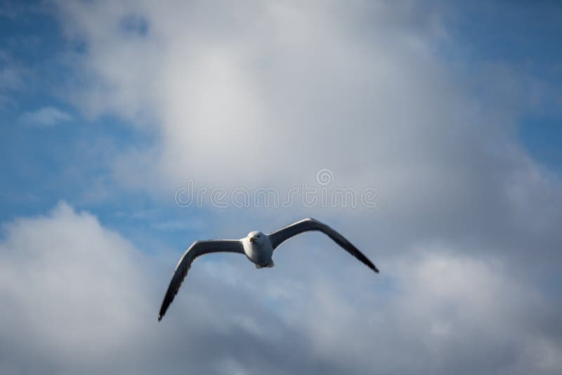 Flying Gull stock image. Image of travel, norway, travelling - 26182181
