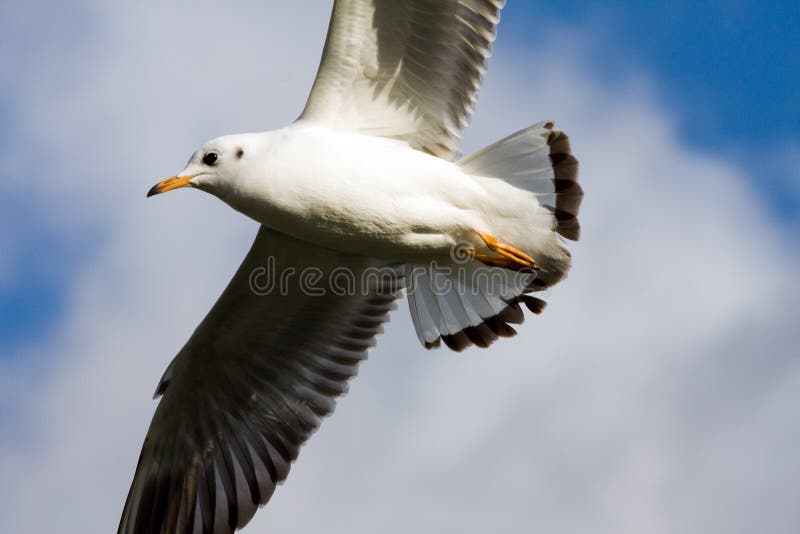 Flying gull stock image. Image of seabird, journey, gull - 7390809