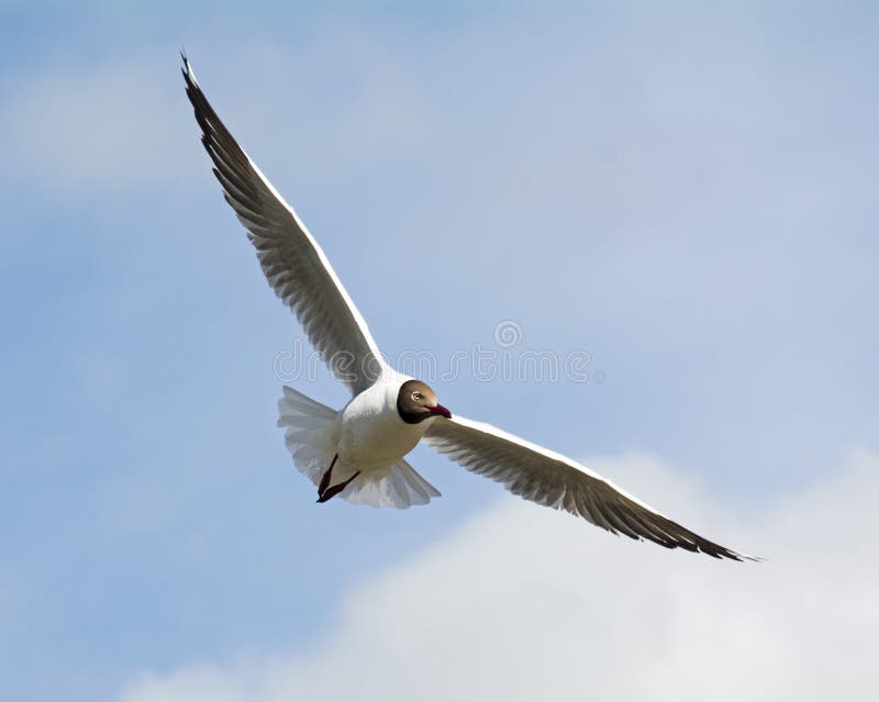 Flying Gull stock image. Image of bird, soaring, flight - 73940915