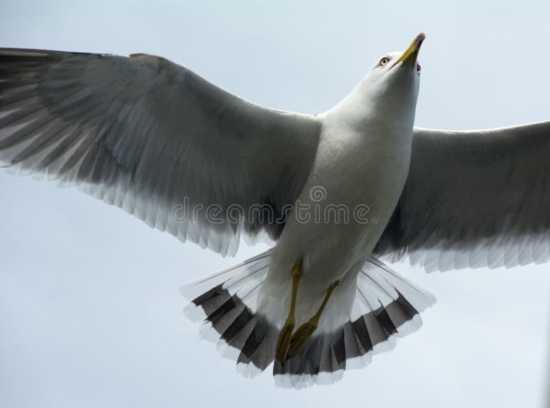 Flying Gull stock image. Image of seagull, wilderness - 97650741