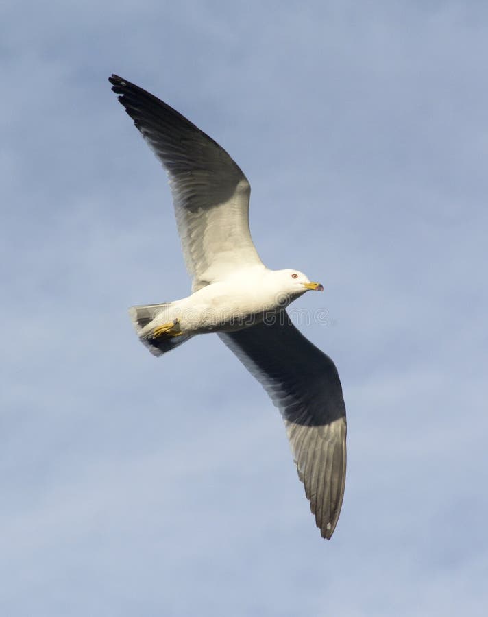 Flying Gull stock image. Image of wildlife, seagull, environment - 97651417