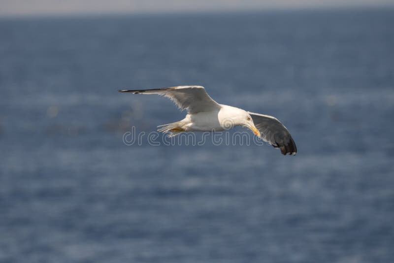 Flying gull in Greece stock image. Image of seabird - 161885957
