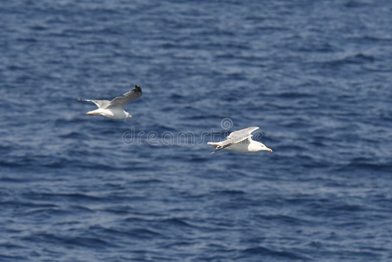 Flying gull in Greece stock image. Image of flight, island - 161886201