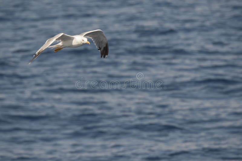 Flying gull in Greece stock photo. Image of clouds, island - 161886612