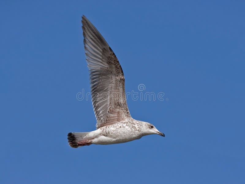 Flying gull stock photo. Image of vertical, seagull, nature - 31124252