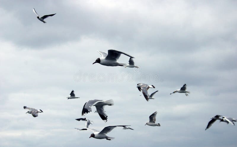 Flying gulls stock photo. Image of nature, leaded, coast - 192292