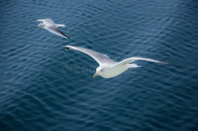 Flying gulls stock image. Image of search, wind, ocean - 26608967
