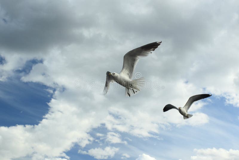 Flying gulls stock photo. Image of wildlife, nature, wild - 72799590
