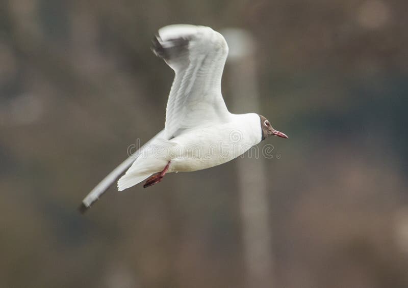 Flying gulls stock image. Image of motion, flight, water - 81287005