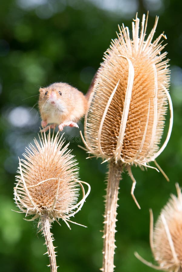 Flying harvest mouse stock image. Image of nature, garden - 79158327