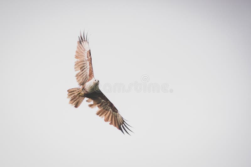 Flying hawk stock photo. Image of bird, eagle, hunter - 54922168
