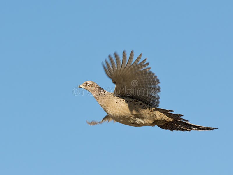 Flying Hen Pheasant stock photo. Image of pheasant, gamebird - 42766450
