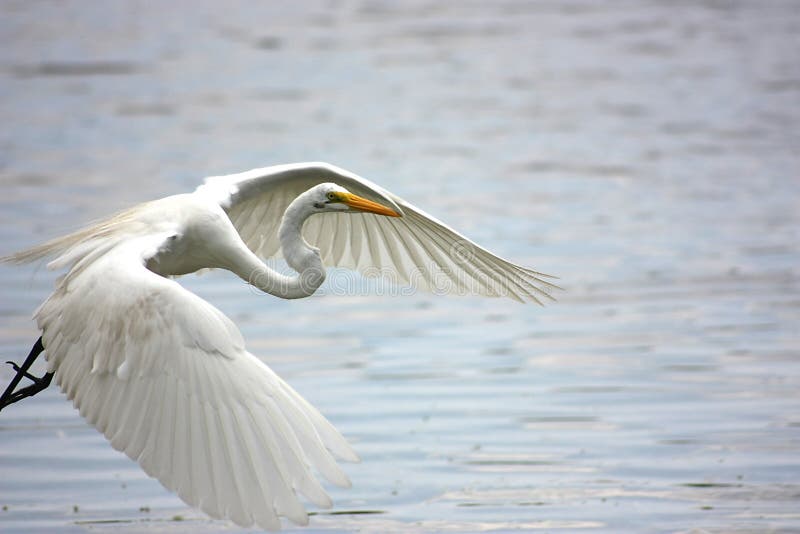 Flying heron stock image. Image of water, beach, wings - 15178739