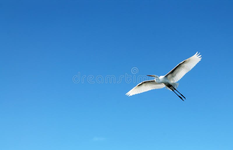 Flying Bird, Top View of Flight, WIngs, Stock Image - Image of winged ...