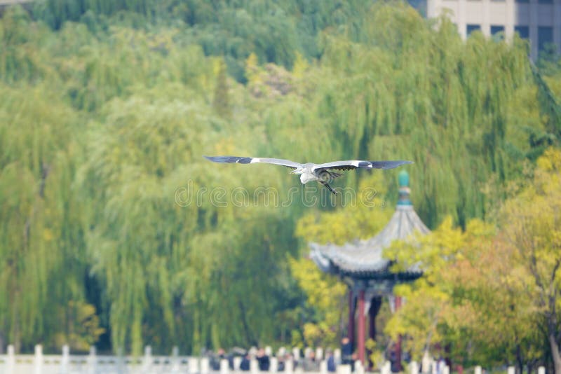 Flying heron stock photo. Image of china, ardea, nunja - 259071450
