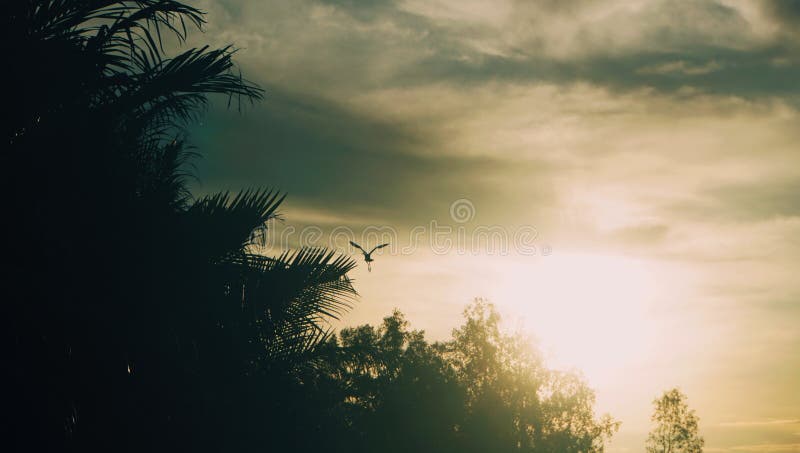 A Flying Herons Bird Under a Sunset in Borneo Stock Image - Image of wild, sunrise: 263711877