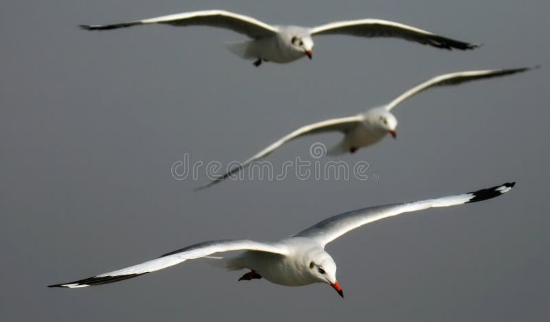 Flying High stock image. Image of nature, mumbai, kind - 19380685