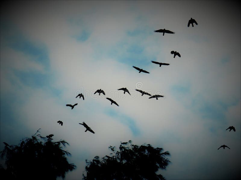 Flying High stock photo. Image of birds, nature, wildlife - 94538980
