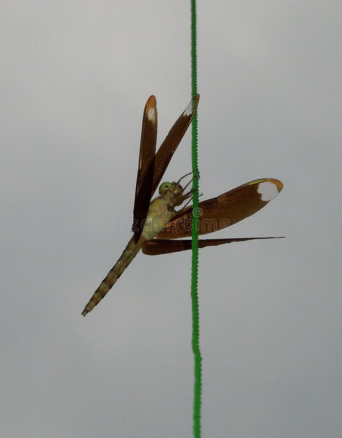 Flying high stock photo. Image of insect, ghosh, last - 83489504