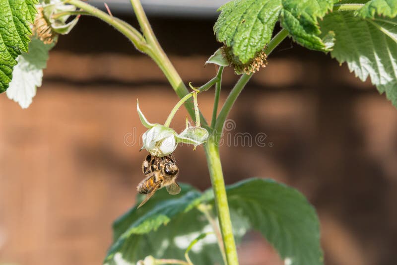 Flying Honey Bee on Blooming Raspberry Flower Stock Image - Image of ...