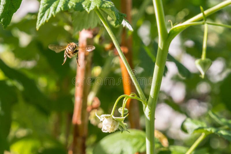 Flying Honey Bee on Blooming Raspberry Flower Stock Photo - Image of ...