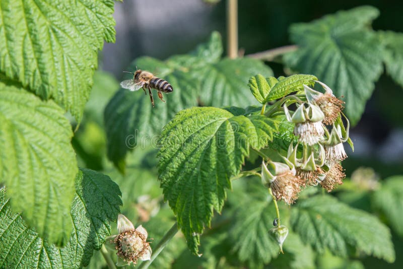 Flying Honey Bee Blooming Raspberry Flower Stock Photos - Free ...