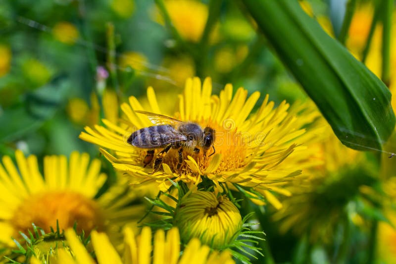 A Flying Honey Bee Collects Pollen on a Flower Stock Image - Image of ...
