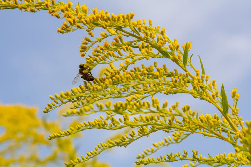 A Flying Honey Bee Collects Pollen on a Flower Stock Image - Image of ...