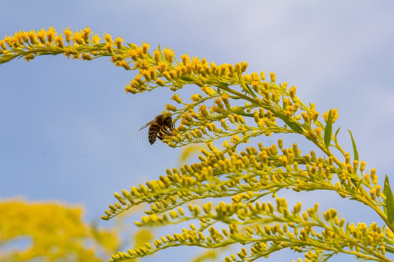 A Flying Honey Bee Collects Pollen on a Flower Stock Photo - Image of ...