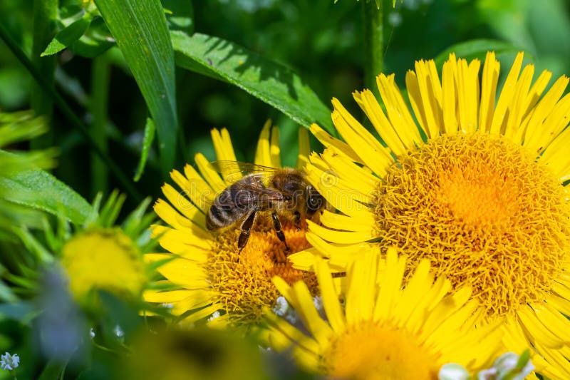 A Flying Honey Bee Collects Pollen on a Flower Stock Image - Image of ...