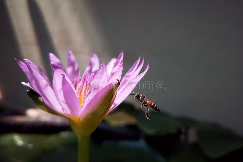 Flying Honey Bee with Pink Water Lily Flower Under Sunlight Stock Image ...
