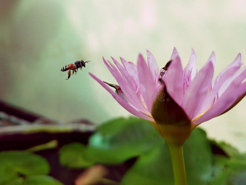 Flying Honey Bee with Pink Water Lily Flower Under Sunlight Stock Photo ...