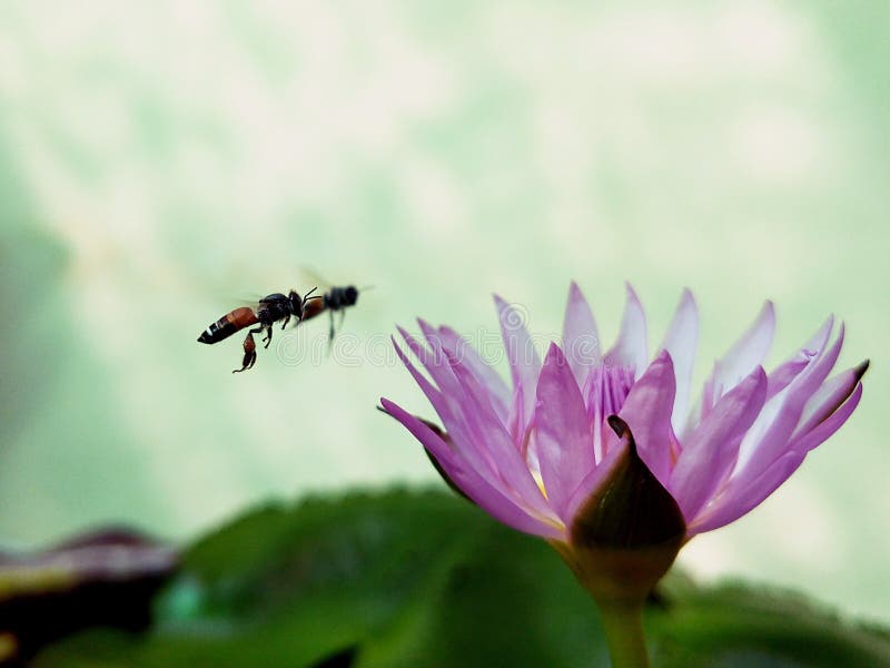 Flying Honey Bee with Pink Water Lily Flower Under Sunlight Stock Photo ...