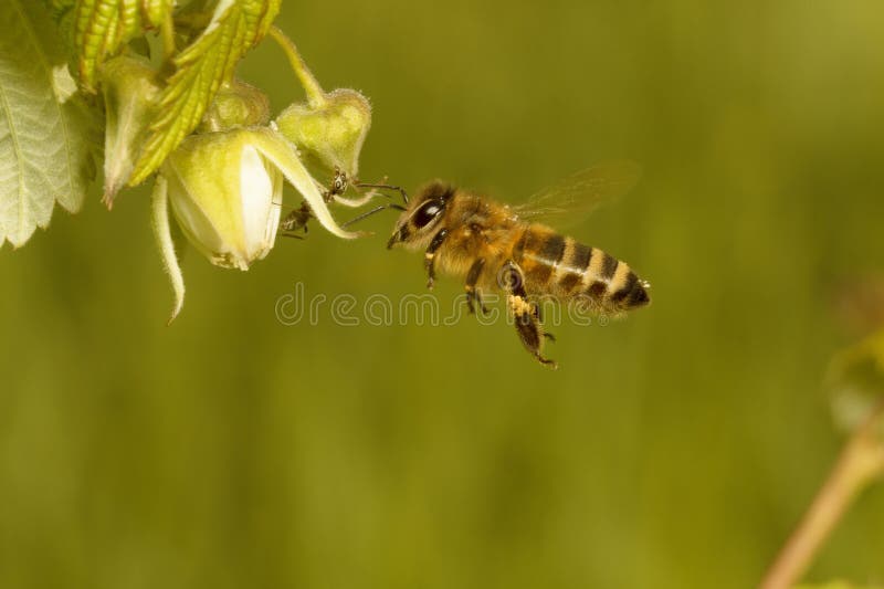 Flying Honey Bee To Raspberry Flower. There is Already an Ant on the ...