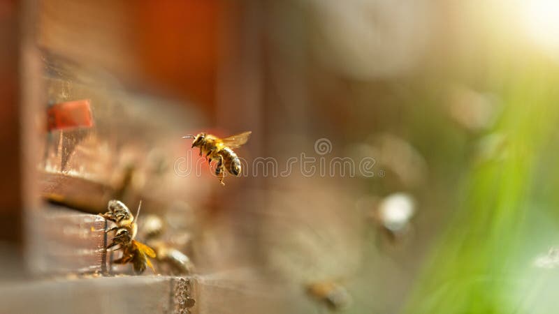 Flying Honey Bees into Beehive Stock Illustration - Illustration of ...
