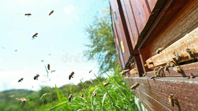 Flying Honey Bees into Beehive Stock Illustration - Illustration of ...