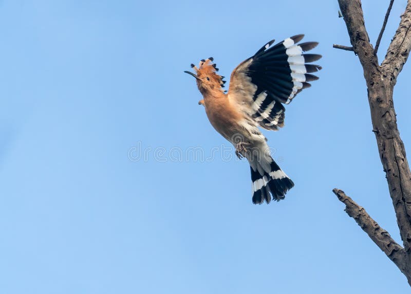 A Flying Hoopoe in the sky stock image. Image of breeding - 237796865