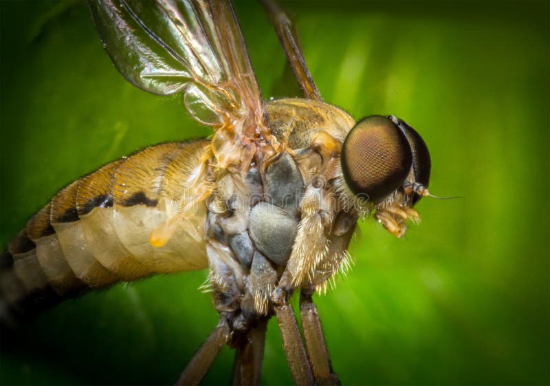 Flying Horse Fly stock photo. Image of moose, closeup - 73923042