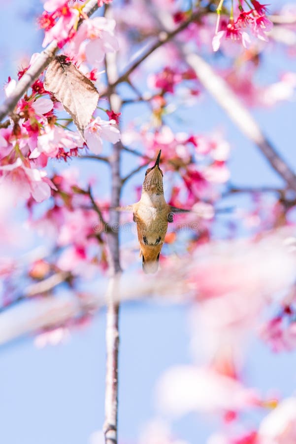 Pink Humming Bird Feasts stock image. Image of background - 176005863