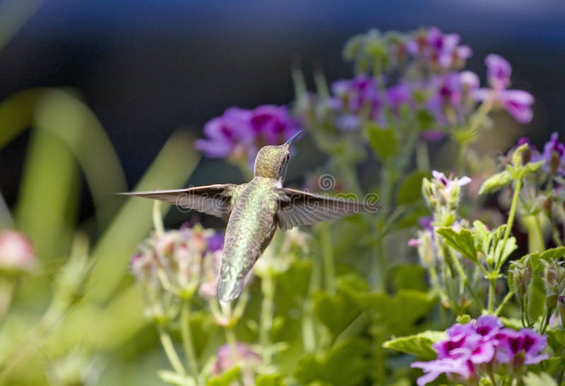 Hummingbird in Flight stock photo. Image of energetic, nature - 839208