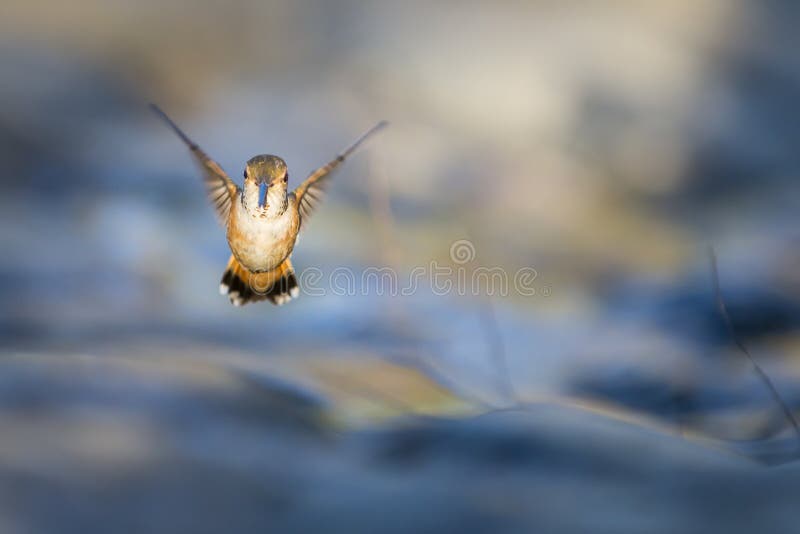 Flying hummingbird stock image. Image of fauna, outdoors - 50791567