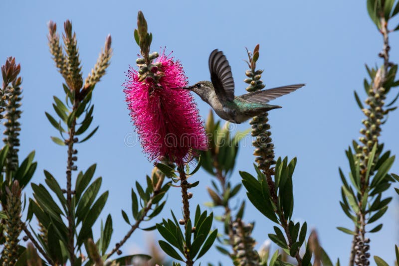 Flying Hummingbird Feeding on Pink Bottle Brush Tree Blossoms Stock ...