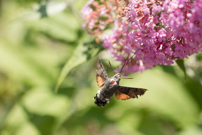 Flying Hummingbird Hawk-moth with a Flower Stock Image - Image of hawk ...